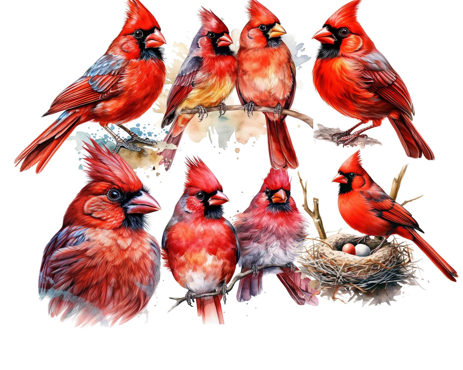 Cardinal Clipart, Watercolor Cardinal, Bird Scrapbook, American ...