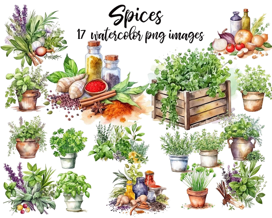 Watercolor Spices Clipart: Herbs Illustration (PNG Digital Download) - Etsy