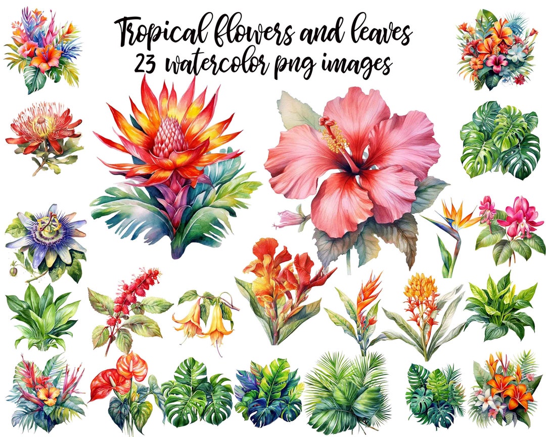 Watercolor Tropical Flower Clipart: PNG Floral Illustrations (digital ...