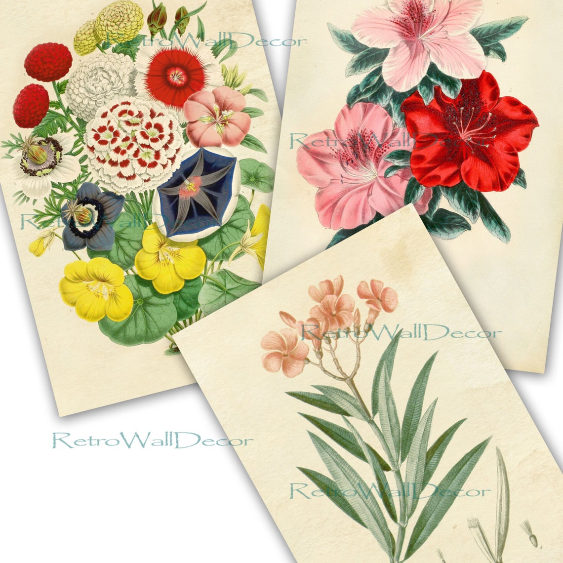 Vintage Botanical Illustration Vintage Floral Illustration - Etsy