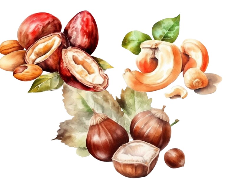 Watercolor Nuts Clipart: Walnut, Hazelnut, Almond (digital Download) - Etsy