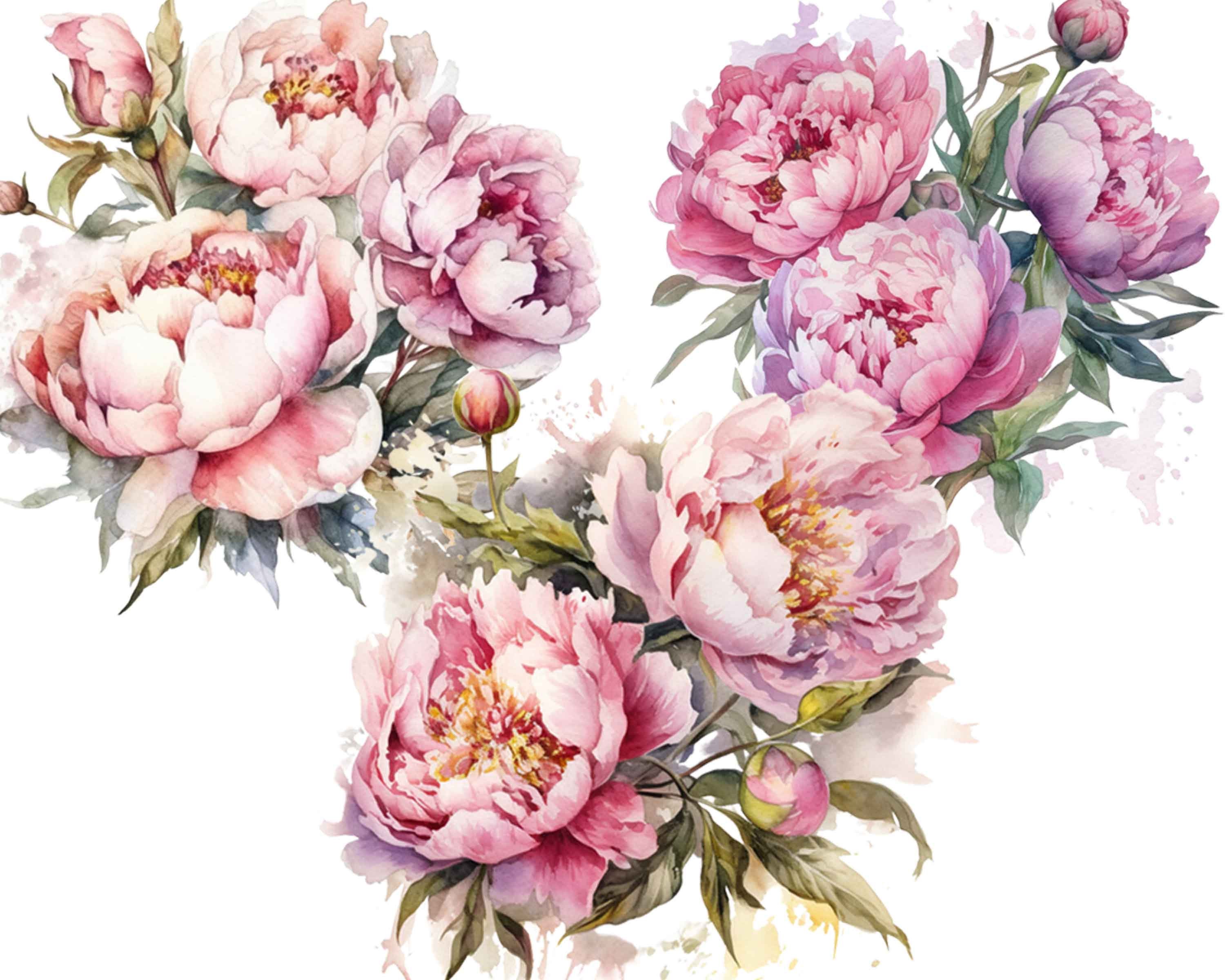 Peony Watercolor Clipart Set: Floral PNG Images (digital Download) - Etsy