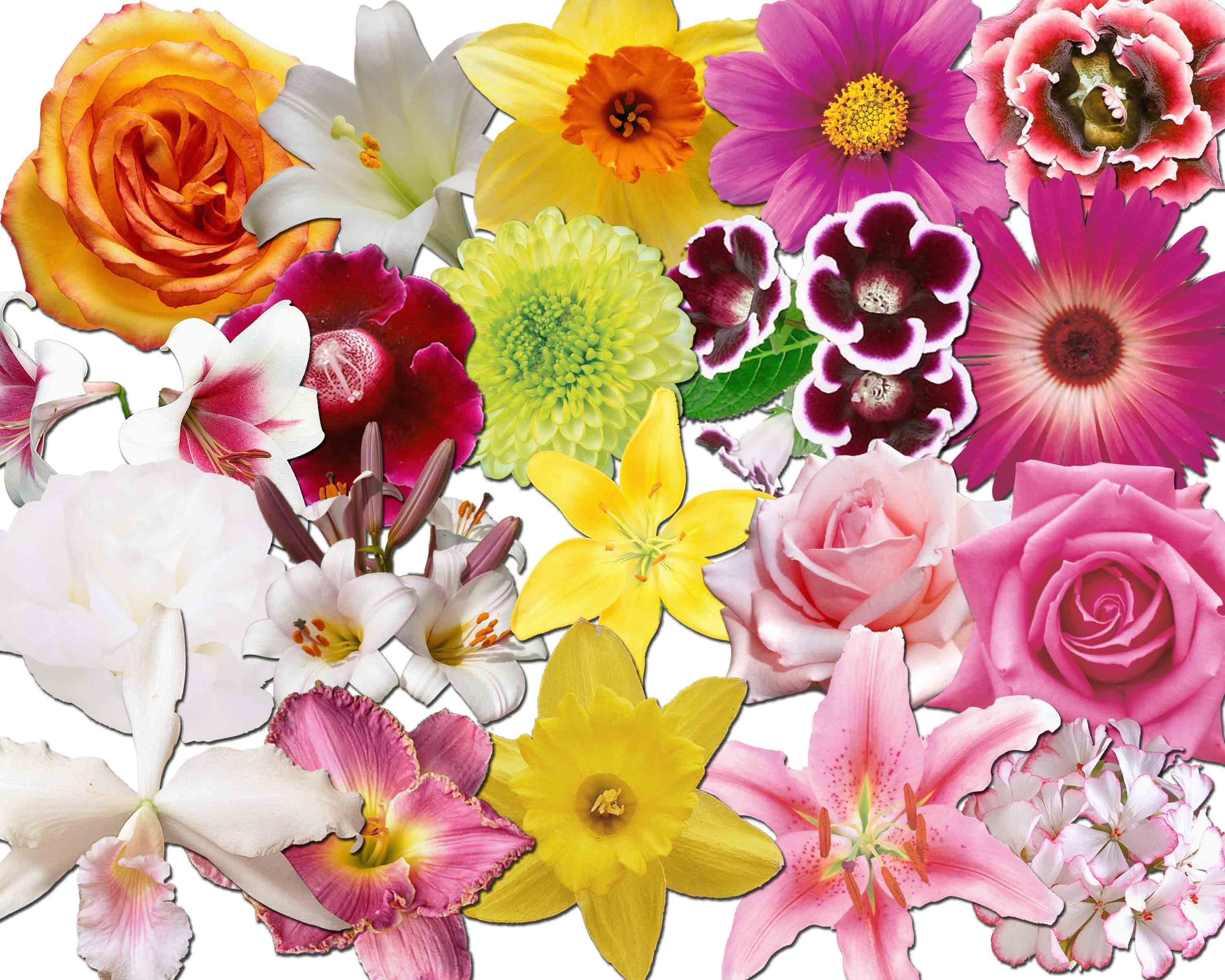 Flower Clipart Roses Clip Art Vintage Graphics Floral - Etsy