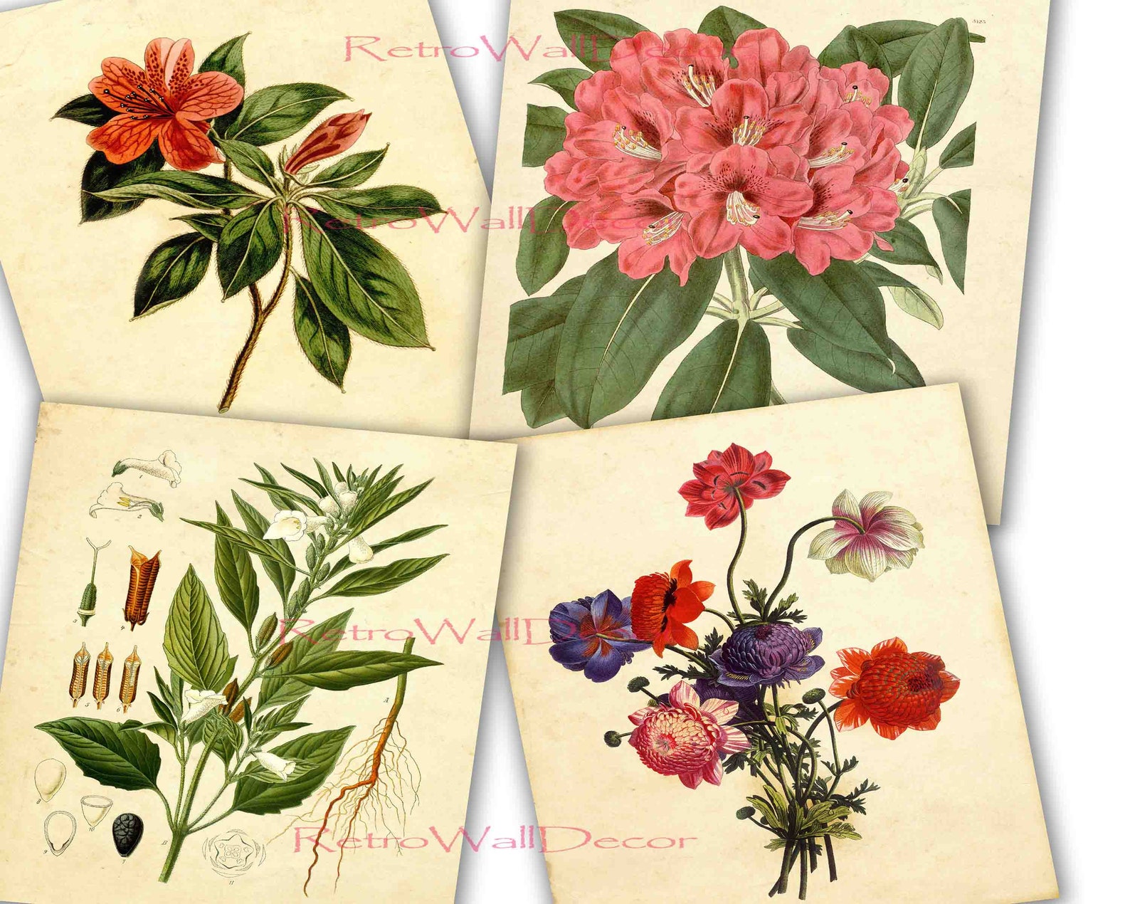 Vintage Botanical Illustration Vintage Flowers Illustration | Etsy