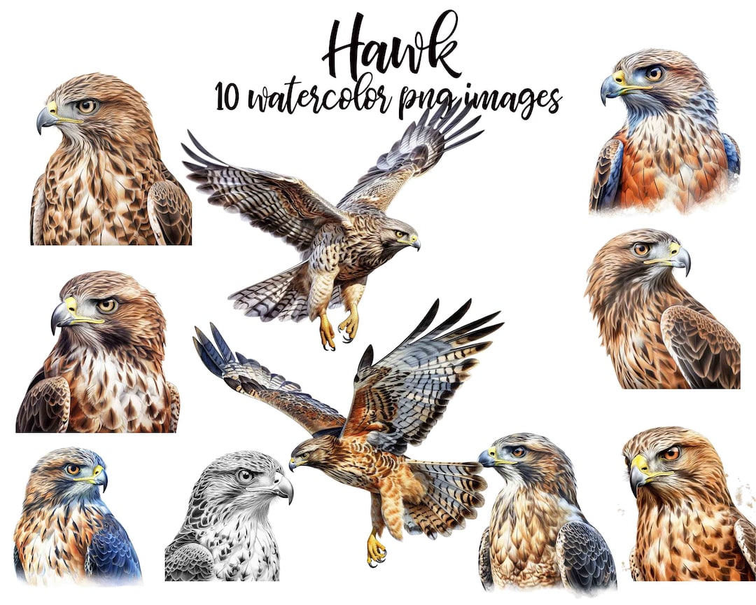 Hawk Clipart, Hawk Watercolor, Hawk Scrapbook, Hawk PNG, Hawk ...