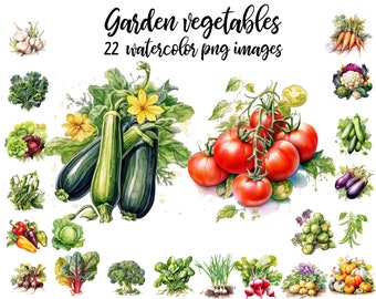 Watercolor Vegetable & Herb Clipart 83 PNG Summer Vegetables - Etsy