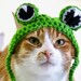 Frog Hat for Cats, Funny Feline Frog Accessory / Costume, Frog Hat With ...