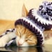 Hat for Cats, Toboggan Cat Hat, Beanie for Cats & Kittens, Cat Stocking ...