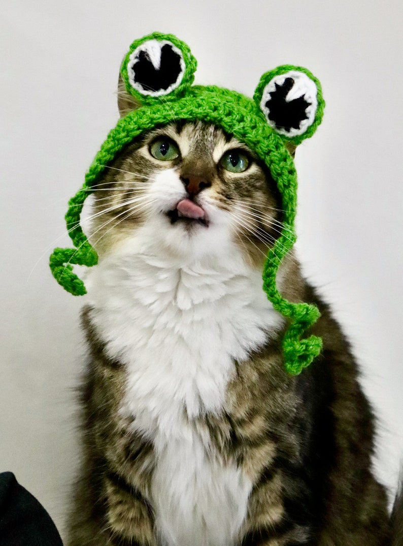 Frog Hat for Cats Funny Feline Frog Accessory / Costume Frog - Etsy