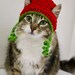 Crochet Apple Hat Pattern for Cats - Extra Small Dogs, Apple Cat Hat ...