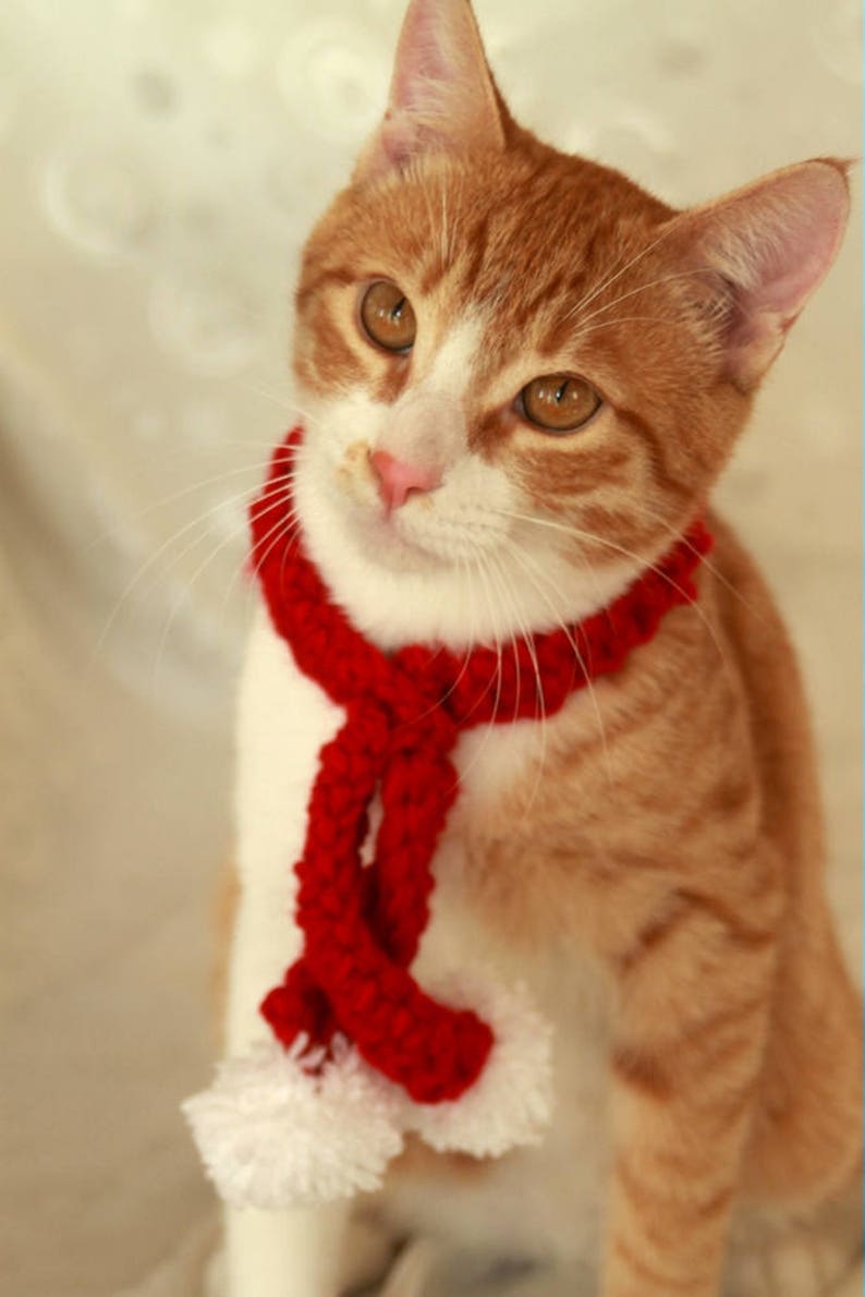 Scarf For A Cat