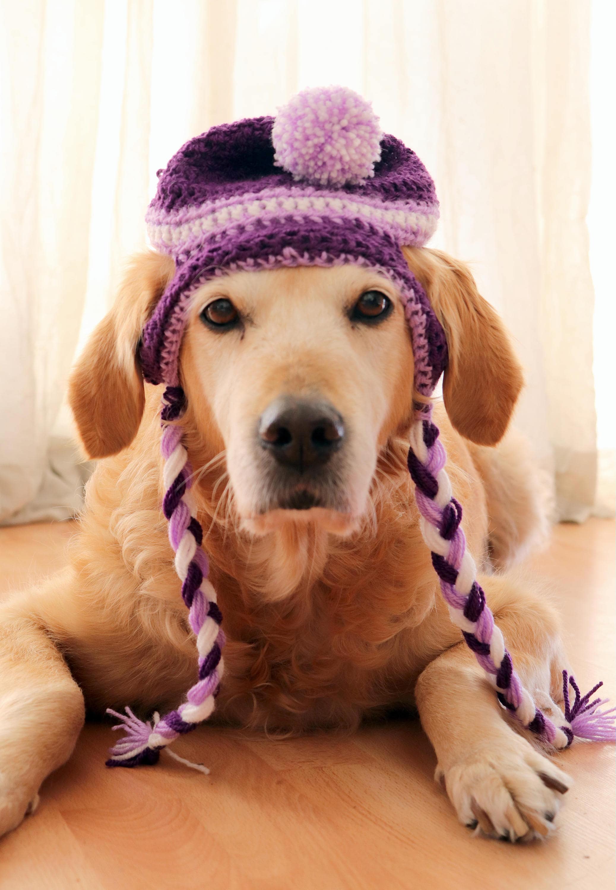 Dog Hat Ear Flap Dog Hat Dog Beanie Pom Pom Hat for Dogs | Etsy