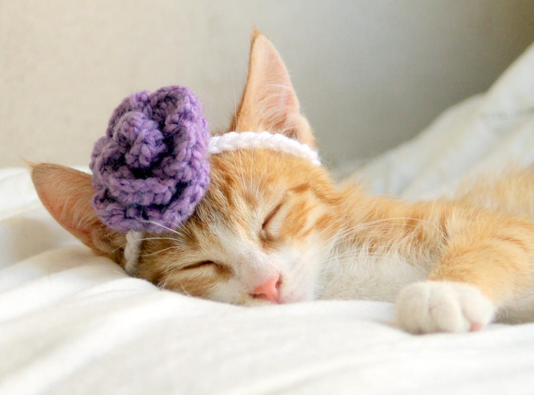 Cat Flower Headband, Pet Wedding Photo Prop, Flower Crown for Cats and ...