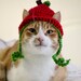 Crochet Apple Hat Pattern for Cats - Extra Small Dogs, Apple Cat Hat ...