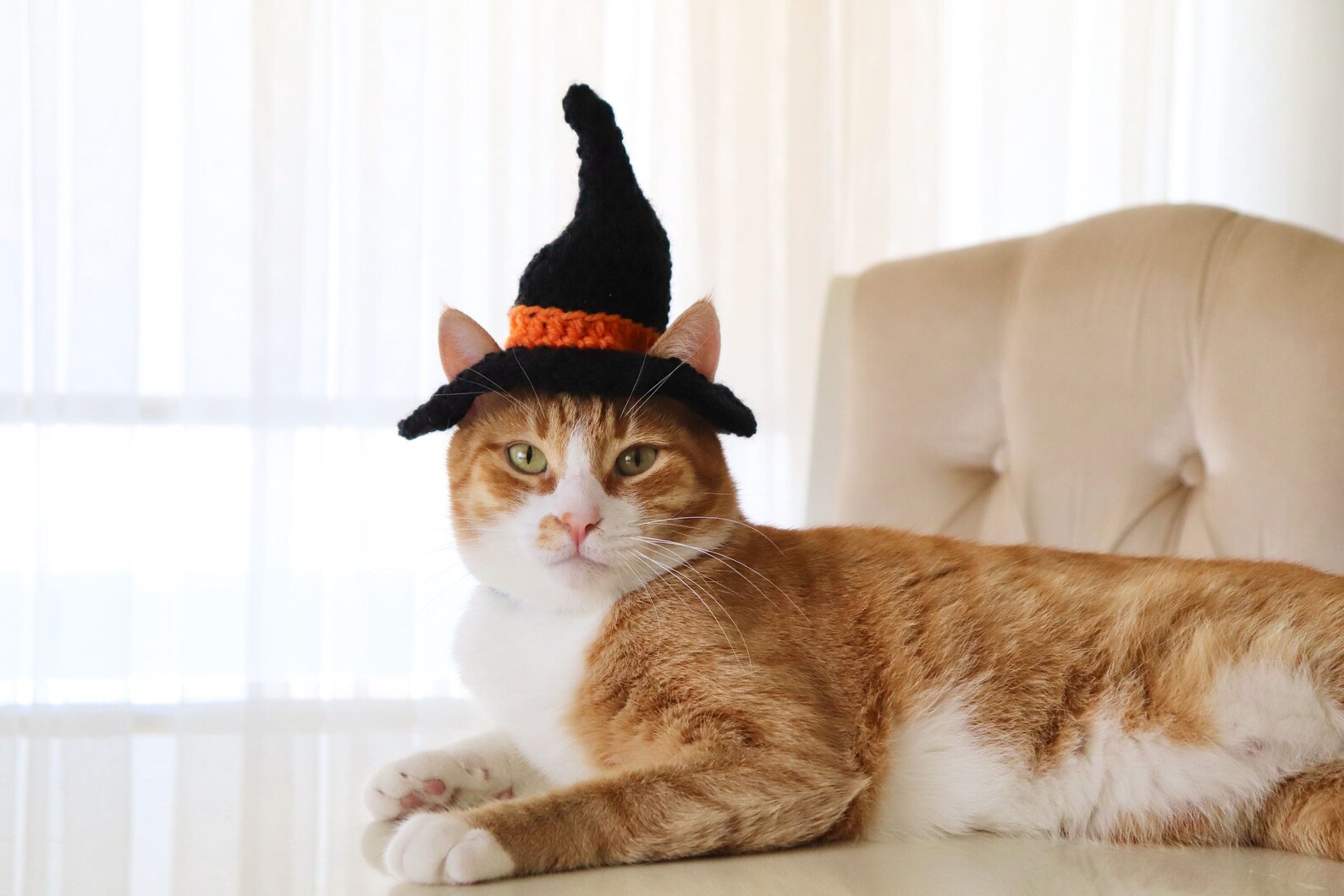 Witch Cat Hat Witch Hat for Cats Halloween Cat Costume - Etsy