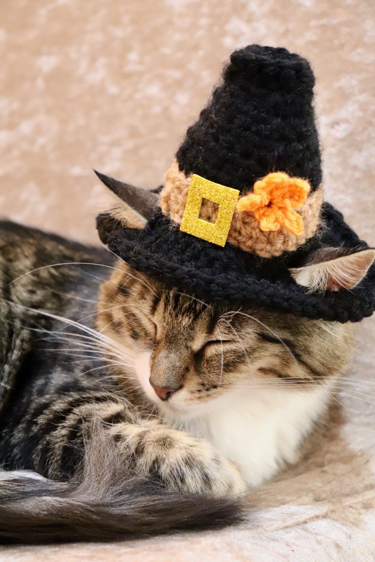 Thanksgiving Pilgrim Hat for Cats Colonial Pilgrim Cat Hat - Etsy
