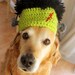 Crochet Pattern: Frankenstein Hat for Large Dogs, Dog Frankenstein ...