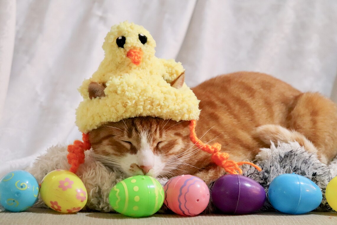 Easter Hat for Cats Easter Chick Cat Hat Funny Easter Chick - Etsy