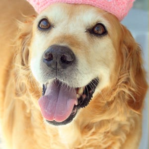 Crochet Pet Crown Pattern - PDF Crochet Pattern - Makes Crown / Tiara ...