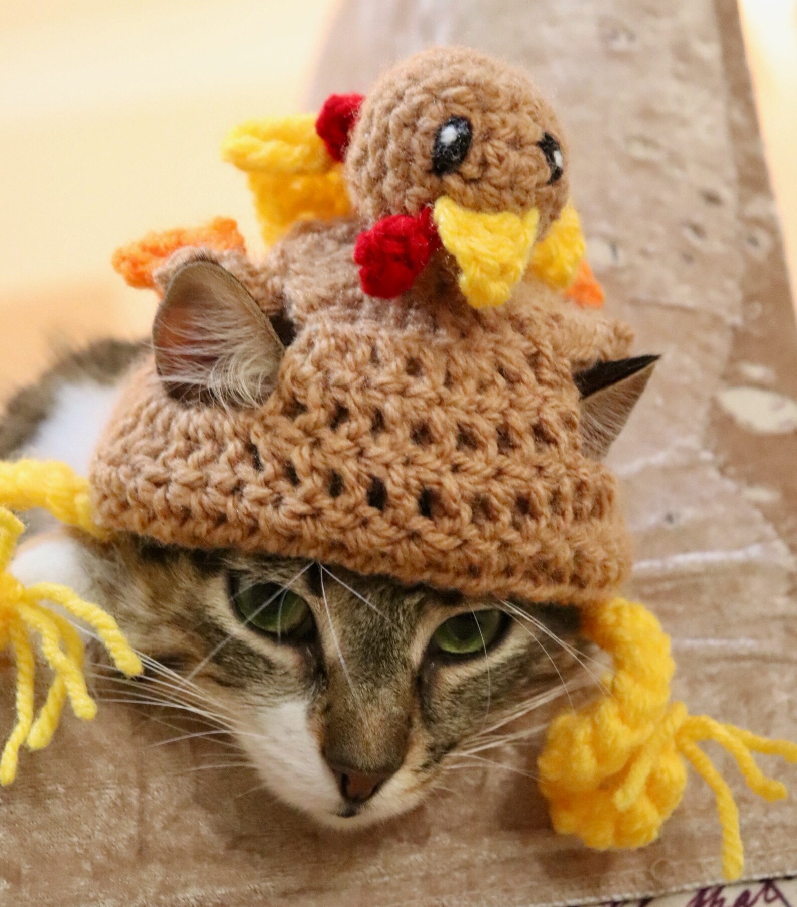 Thanksgiving Turkey Hat for Cats, Funny Turkey Cat Hat With Feathers ...