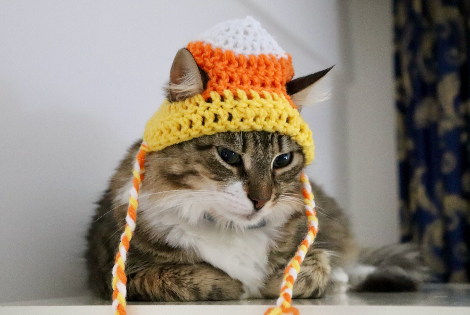 Candy Corn Cat Hat Halloween Hat for Cats Kittens and Small | Etsy