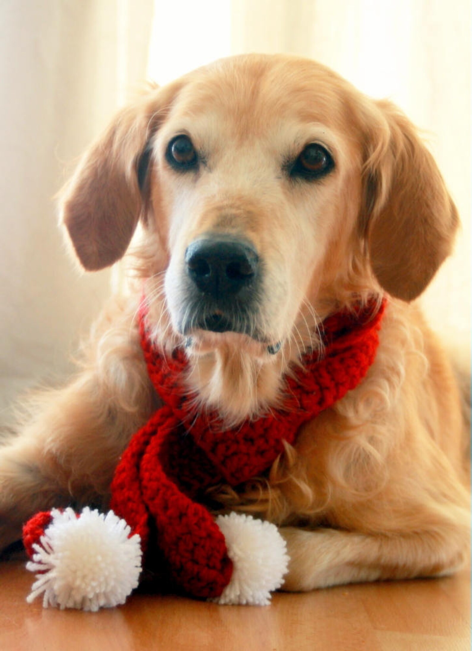Dog Scarf Crochet Pattern, PDF Crochet Pattern for Medium - Large Size ...