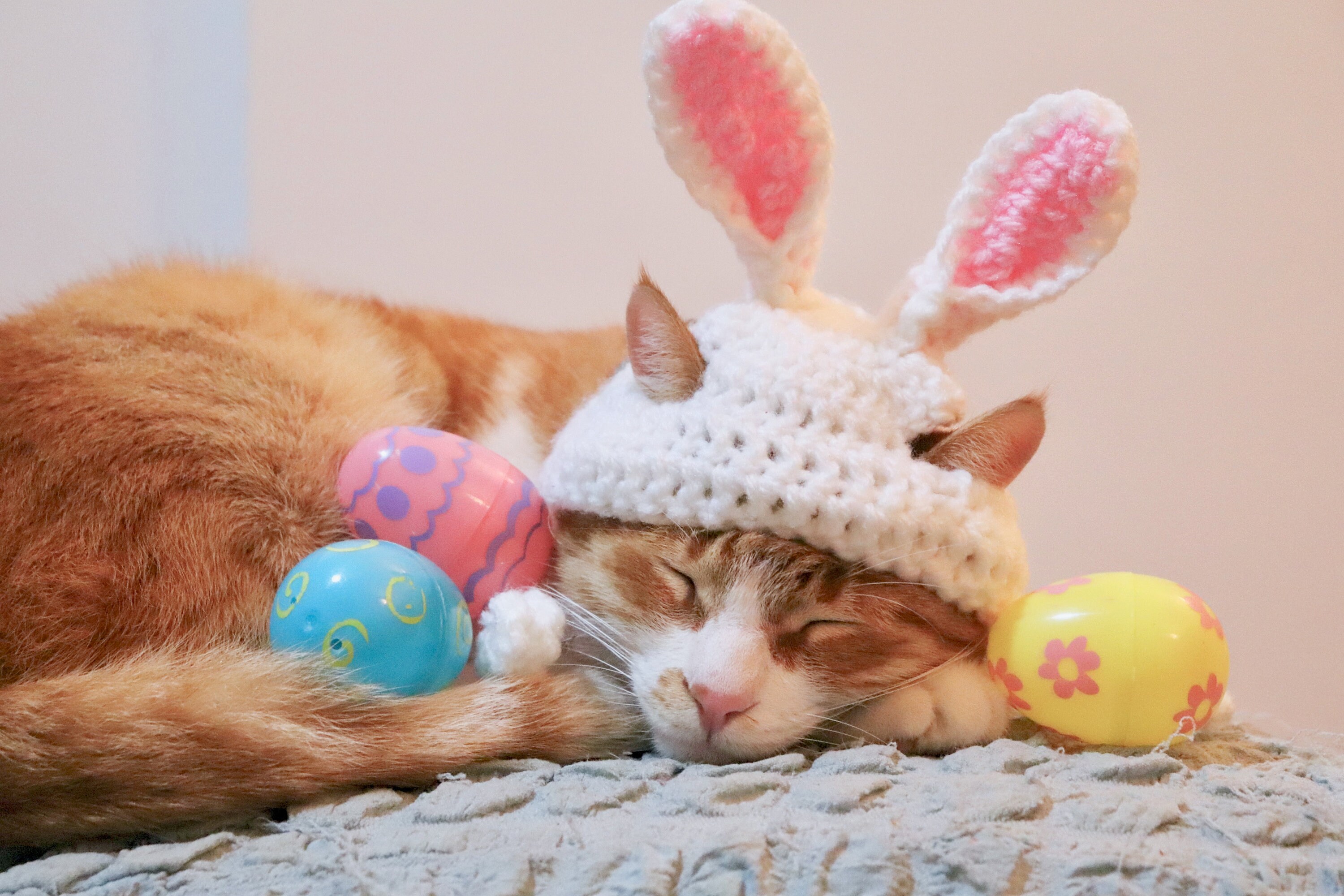 Bunny Ears for Cats Easter Bunny Costume for Cats Easter - Etsy UK