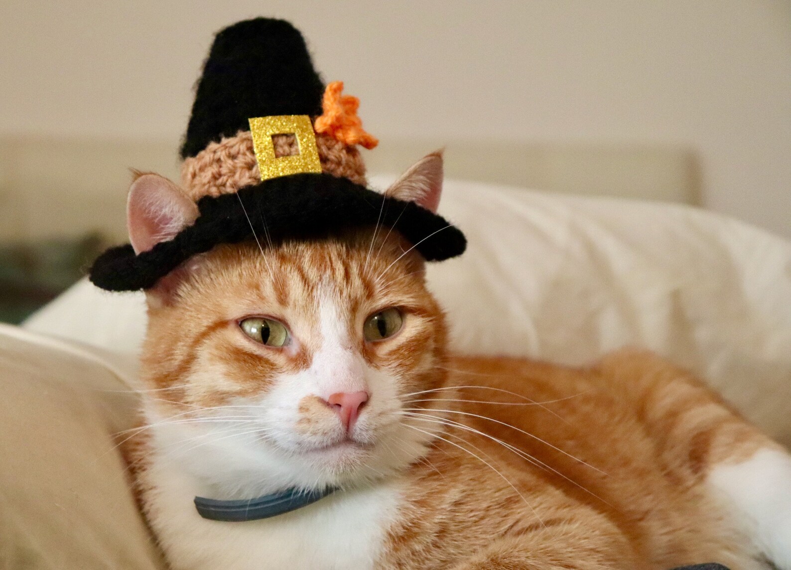 Thanksgiving Pilgrim Hat for Cats Colonial Pilgrim Cat Hat - Etsy