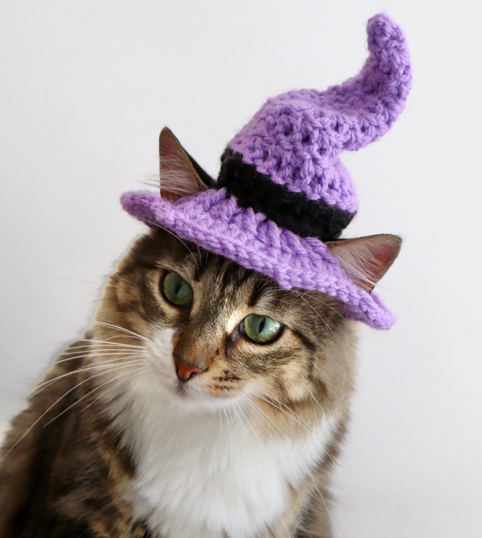 Witch Cat Hat Witch Hat for Cats Halloween Cat Costume - Etsy