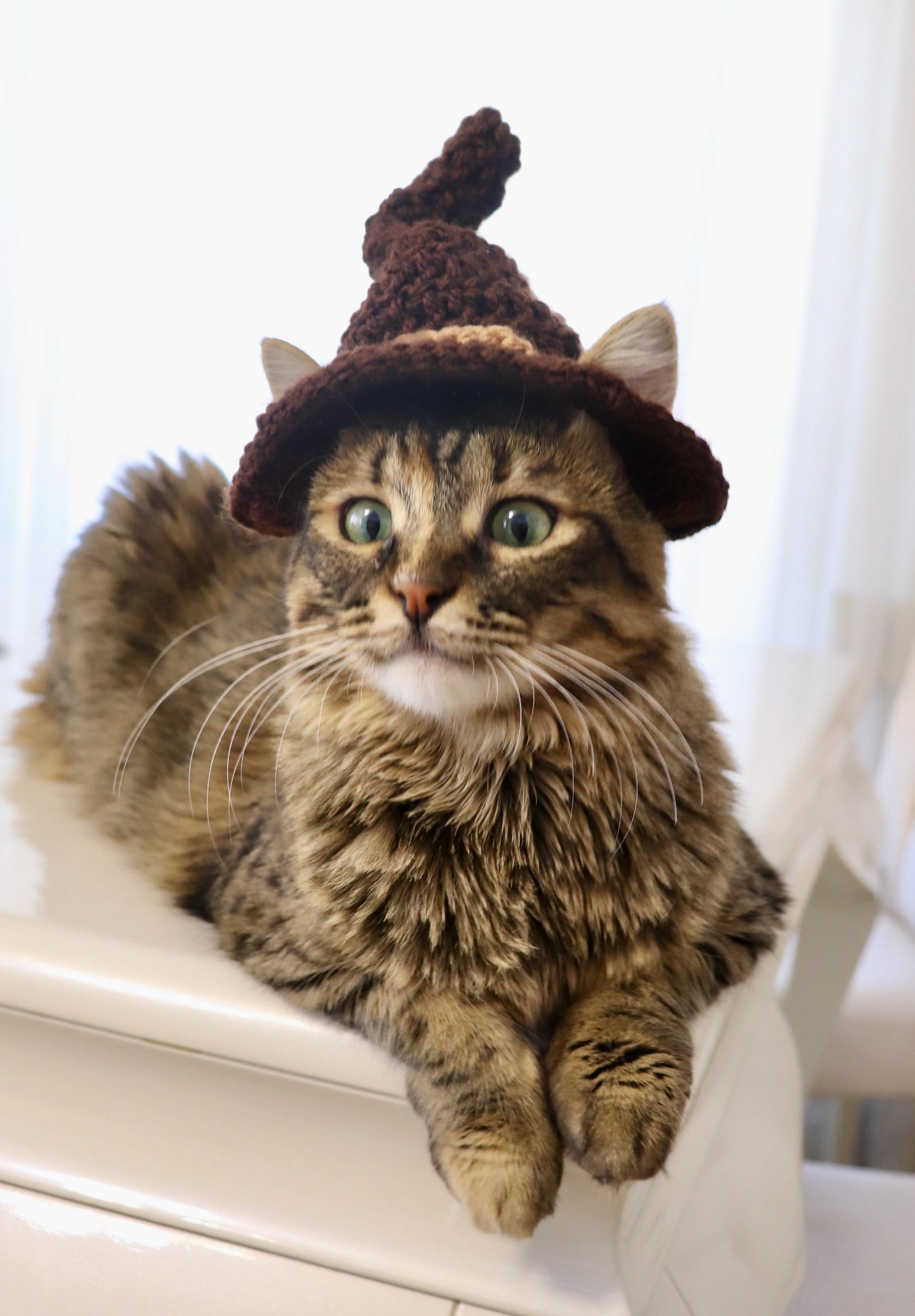 Wizard Cat Hat Brown or Gray Wizard Hat for Cats With Ear - Etsy