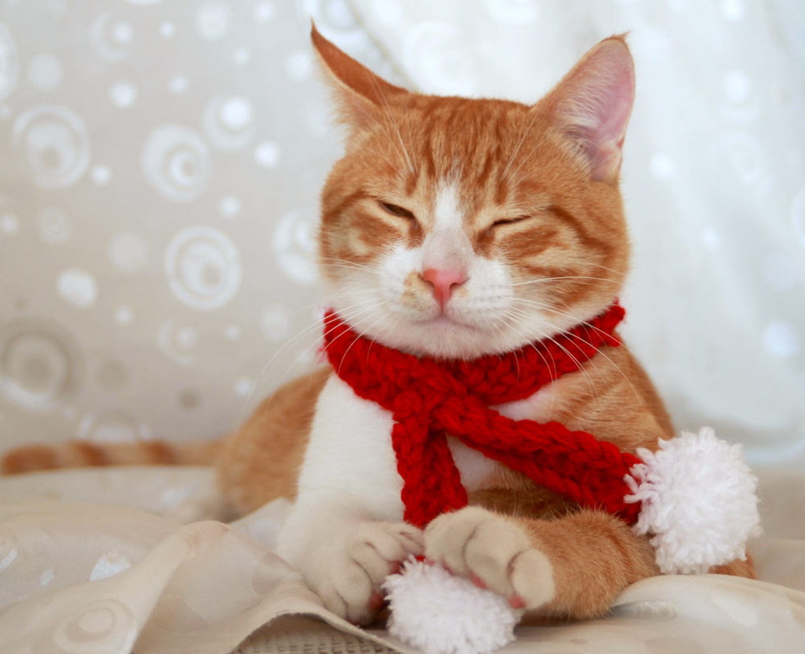 Cat Scarf Christmas Scarf for Cats Pom Pom Cat Scarf | Etsy
