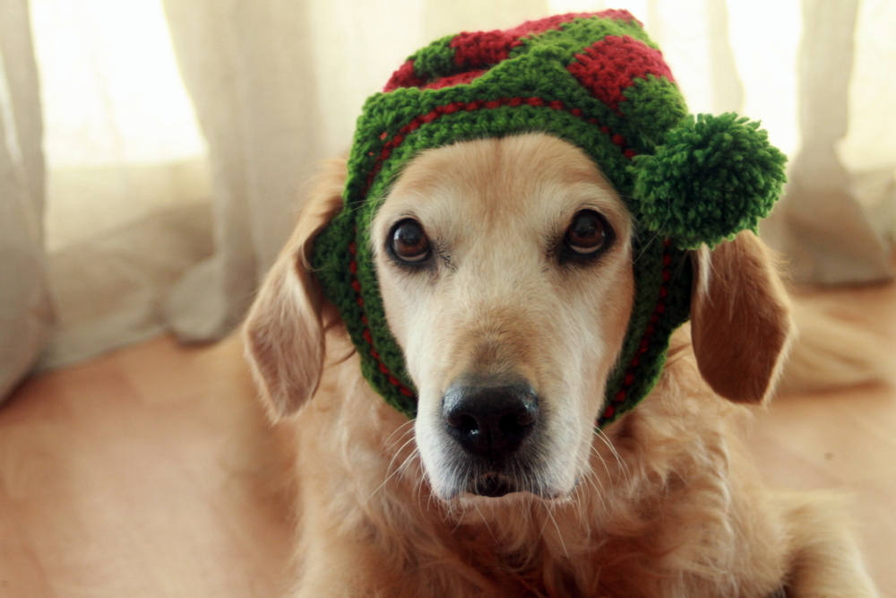 Santa's Helper Dog Hat Elf Hat for Dogs Dog Elf Hat - Etsy UK