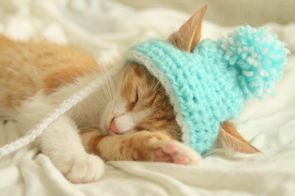Cat Hat, Beanie for Cats & Kittens, Pom Pom Hat for Male Cats, Bright ...