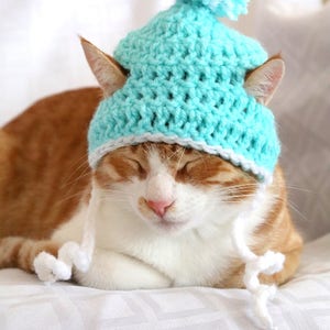 Cat Hat, Beanie for Cats & Kittens, Pom Pom Hat for Male Cats, Bright ...