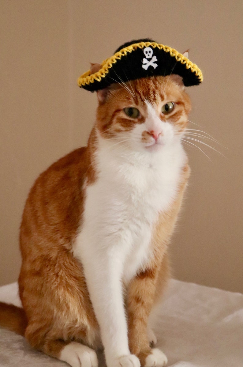Pirate Hat for Cats Funny Halloween Cat Costume / Cat Hat / | Etsy