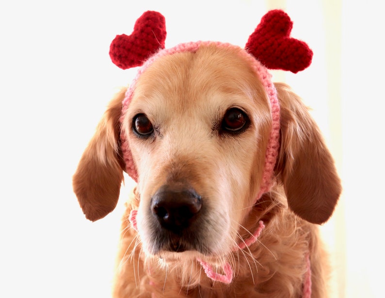 Valentines Day Hearts for Dogs Heart Headband / Hat for Large | Etsy