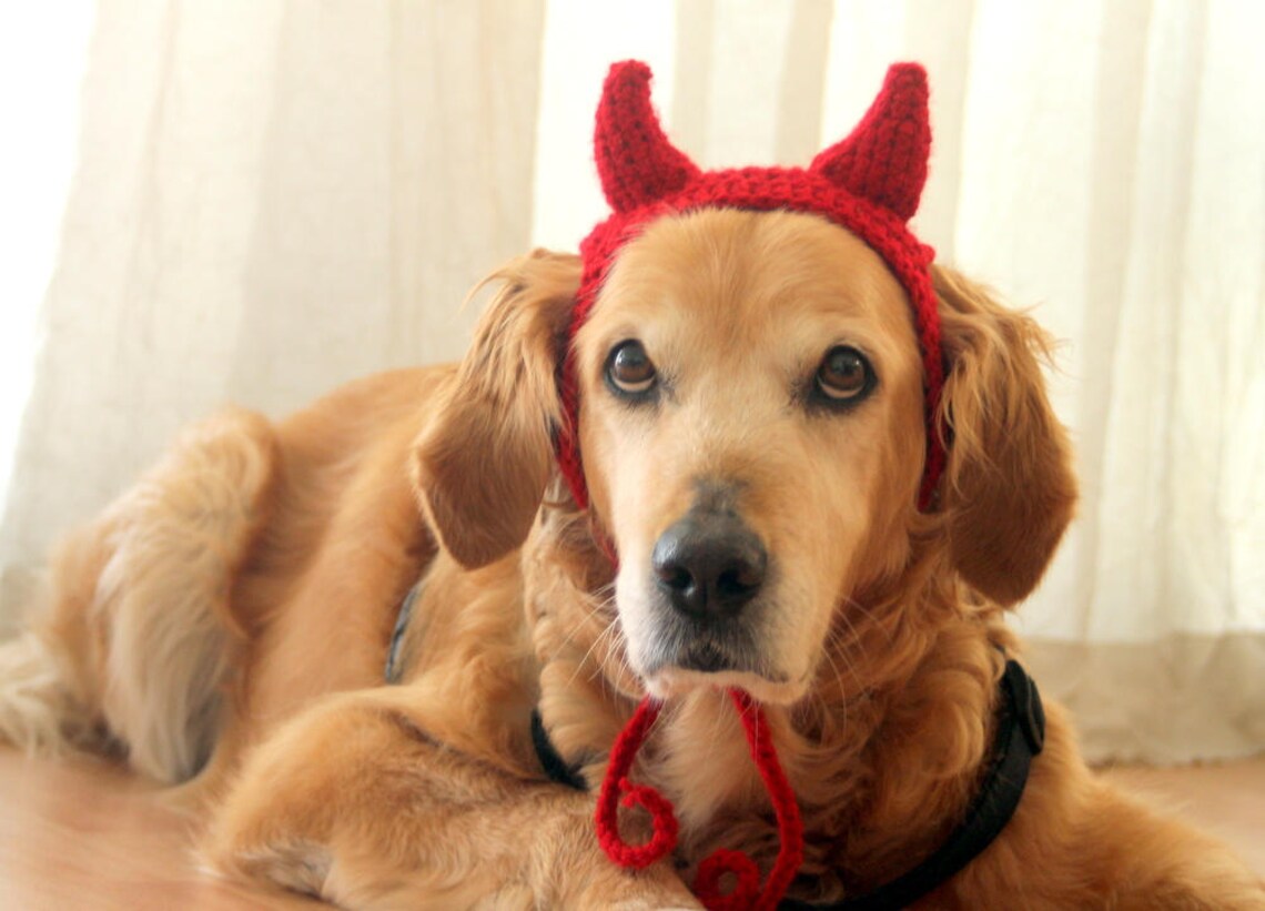 Devil Dog Costume Devil Horns for Large Breed Dogs Red Devil - Etsy