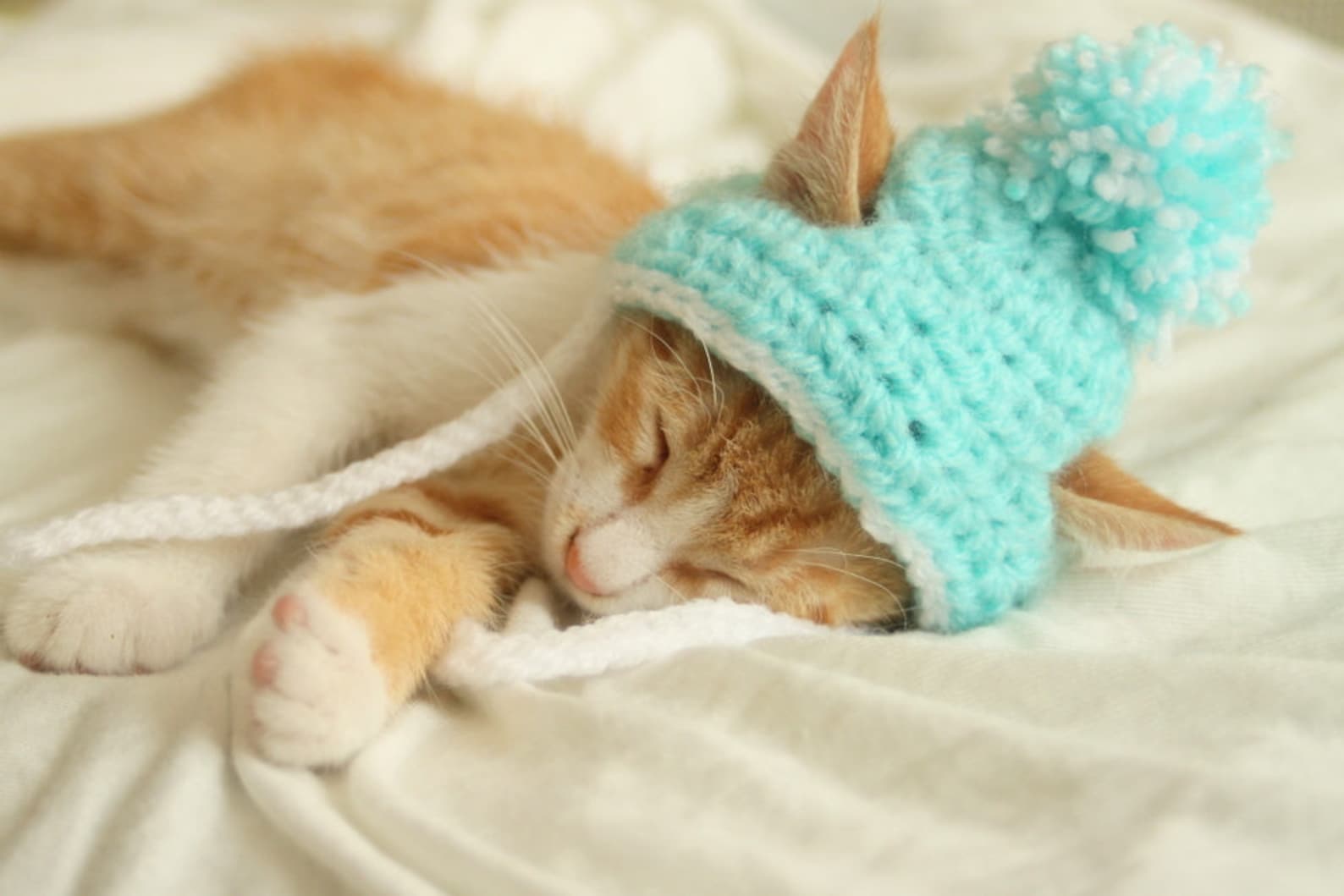 Cat Hat, Beanie for Cats & Kittens, Pom Pom Hat for Male Cats, Bright ...