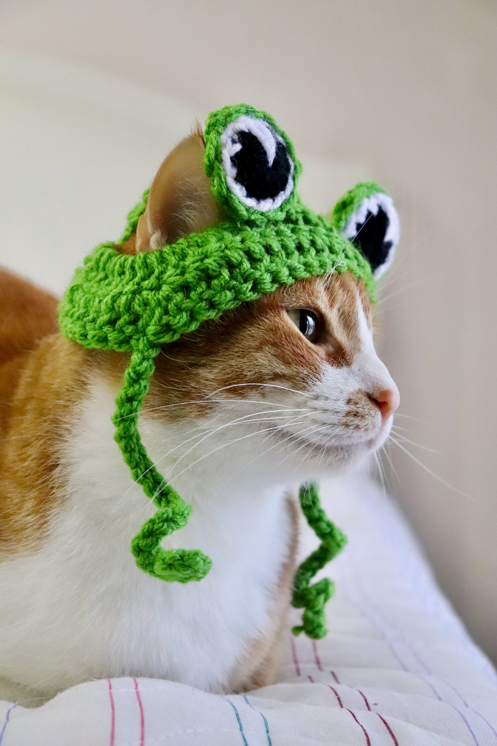 Frog Hat for Cats Funny Feline Frog Accessory / Costume Frog - Etsy