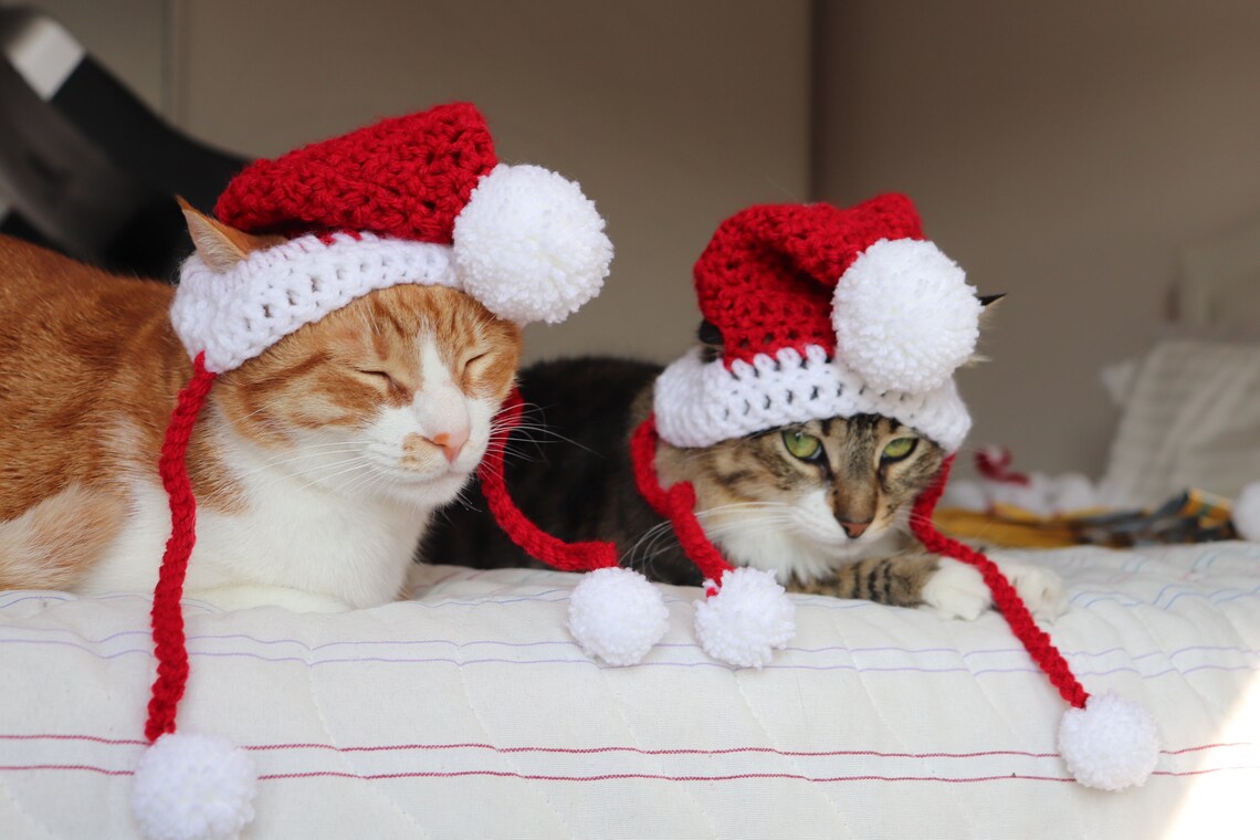 Santa Hat for Cats Cat Santa Hat Holiday Cat Hat Christmas - Etsy