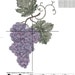Lush Grapevine Machine Embroidery Design - Etsy