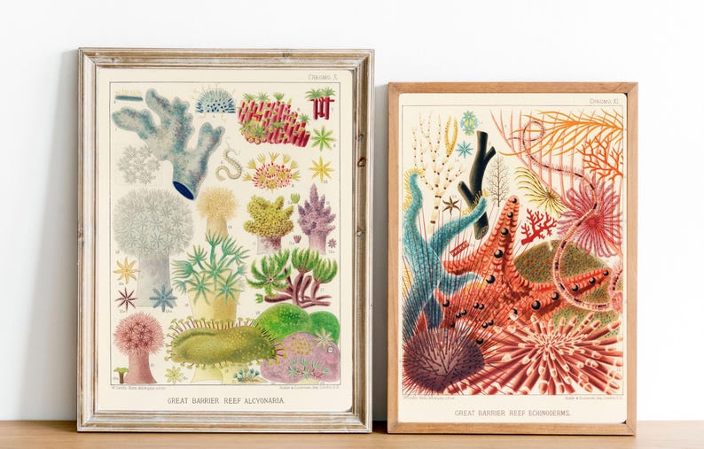The Great Barrier Reef of Australia Wall Art Print Set of 17, Printable ...