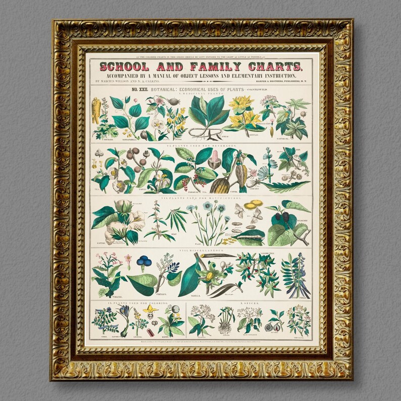 Botanical Chart Wall Print, Vintage Botanical School and Family Charts ...