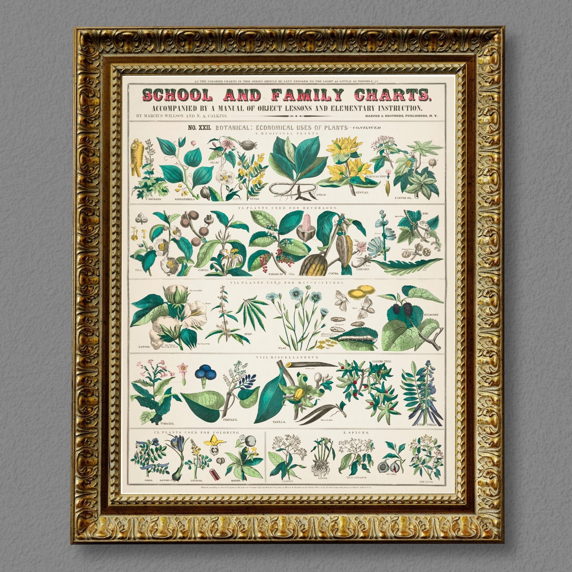 Botanical Chart Wall Print, Vintage Botanical School and Family Charts ...