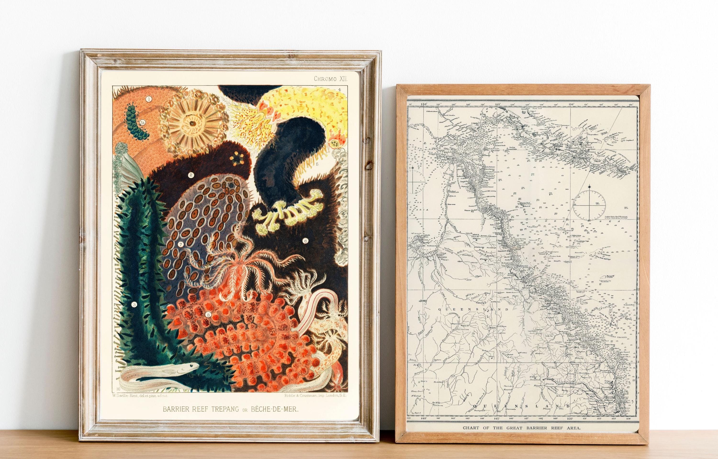 The Great Barrier Reef of Australia Wall Art Print Set of 17, Printable ...