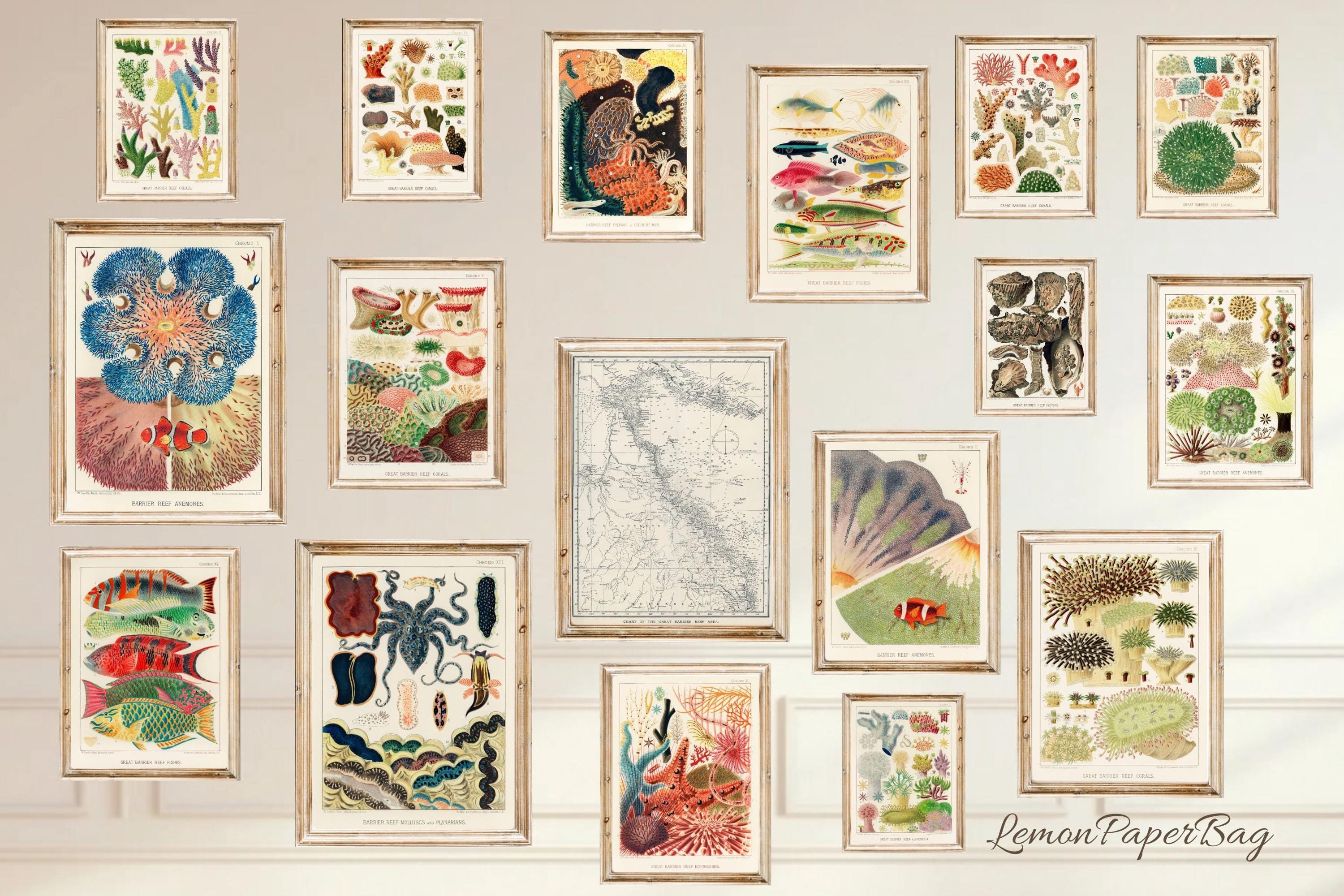 The Great Barrier Reef of Australia Wall Art Print Set of 17, Printable ...