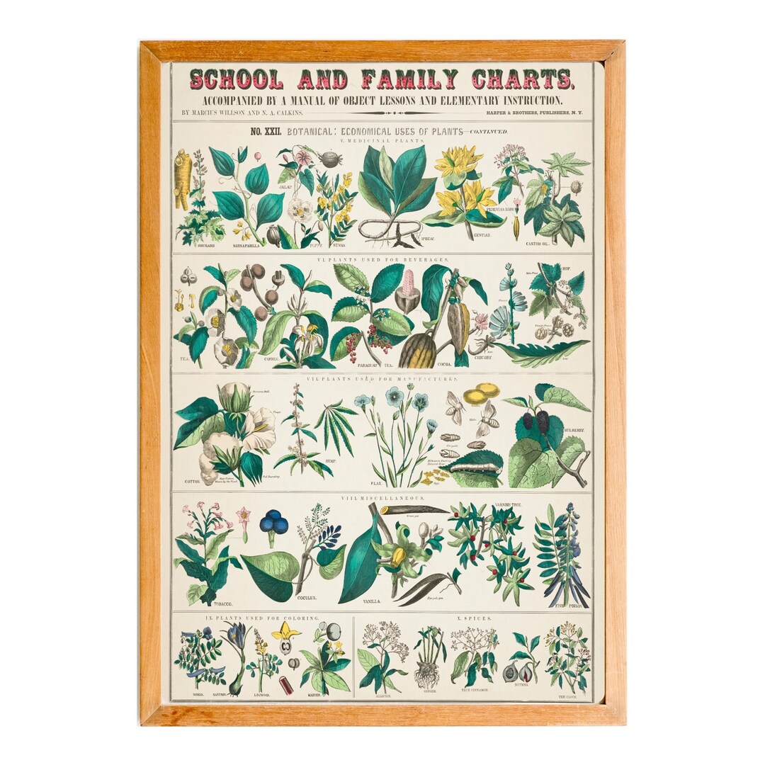 Botanical Chart Wall Print, Vintage Botanical School and Family Charts ...