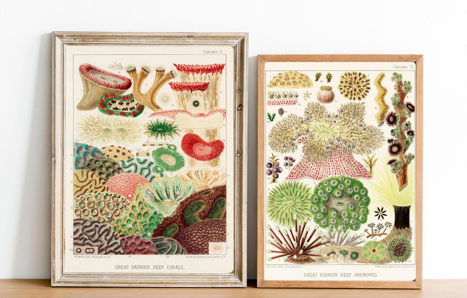 The Great Barrier Reef of Australia Wall Art Print Set of 17, Printable ...