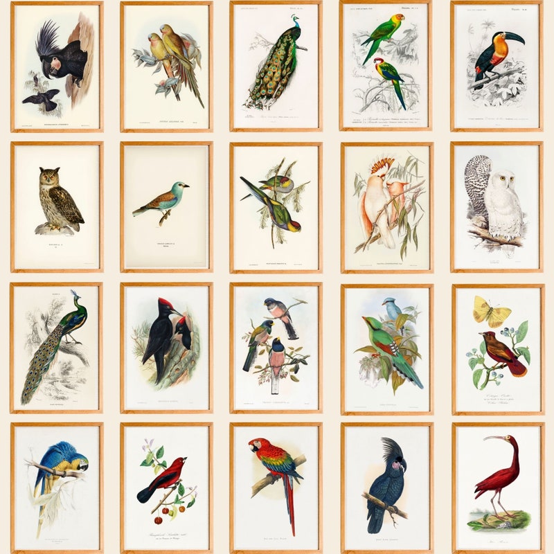 Vintage Bird Poster Download - Etsy