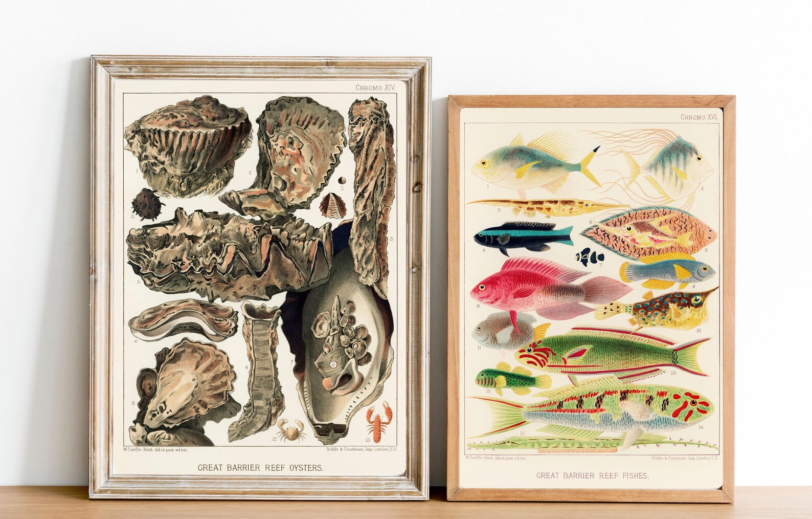 The Great Barrier Reef of Australia Wall Art Print Set of 17, Printable ...